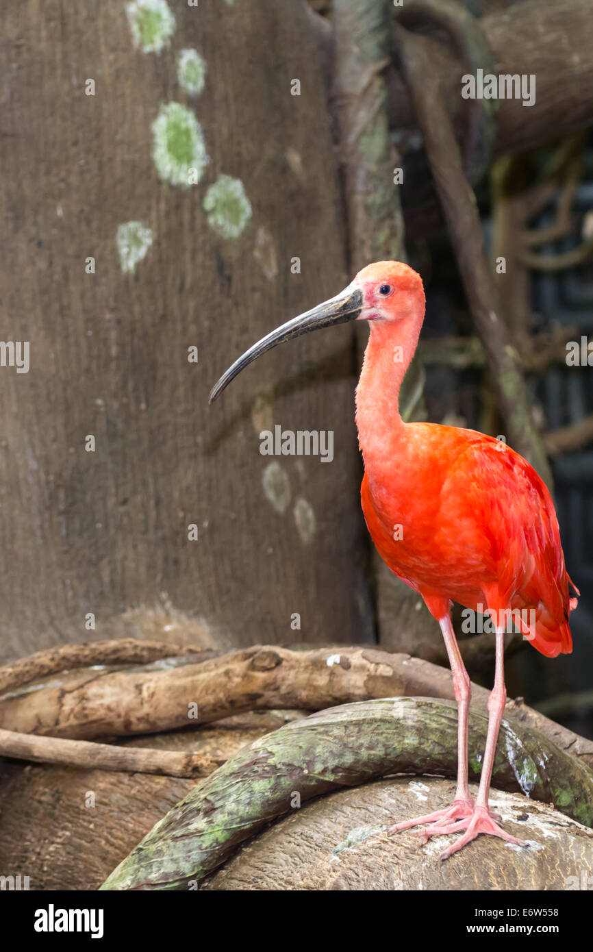 Ibis arten -Fotos und -Bildmaterial in hoher Auflösung – Alamy