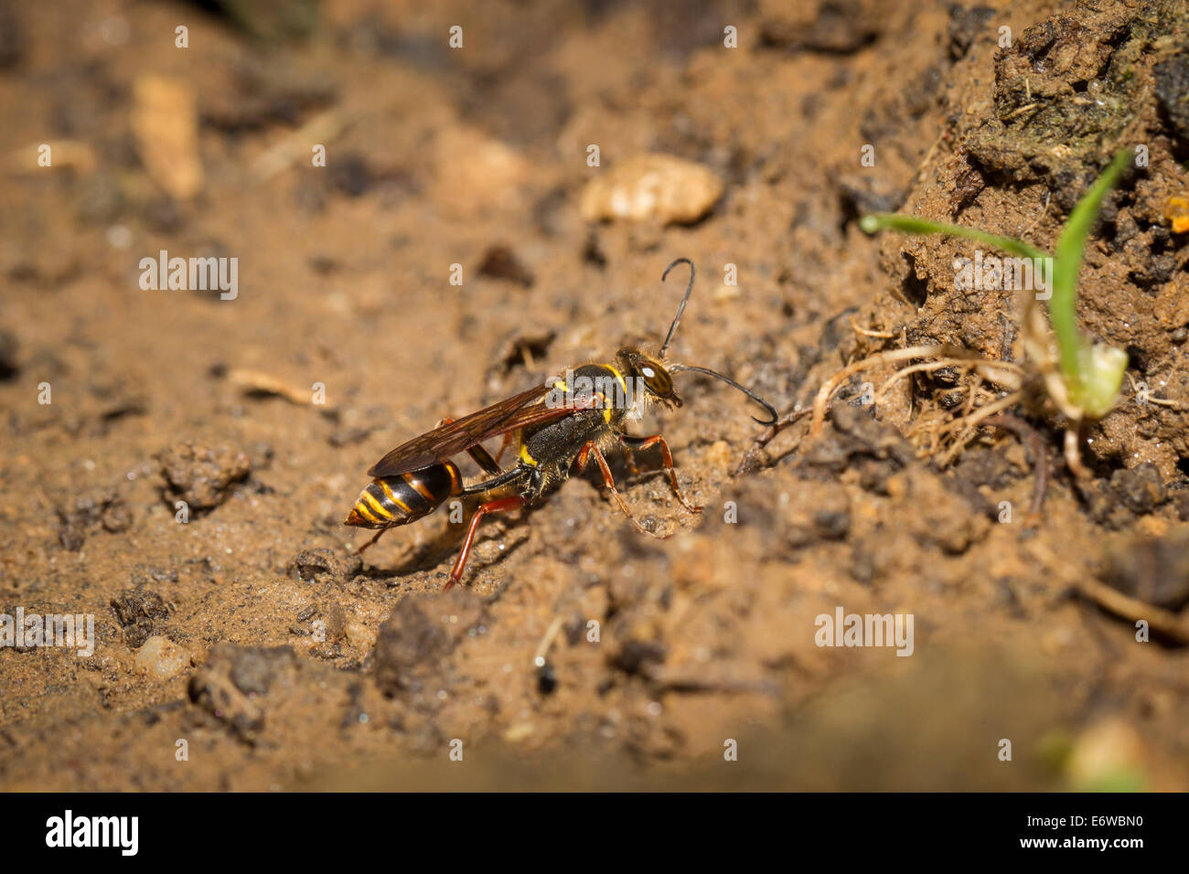Sceliphron curvatum Stockfotos und -bilder Kaufen - Alamy