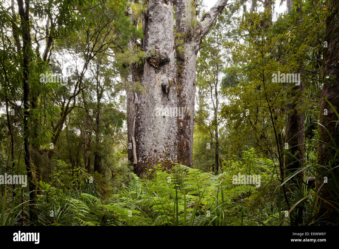 Riesige Kauri-Baum, Tane Matua Ngahere Agathis Australis, Waipoua ...