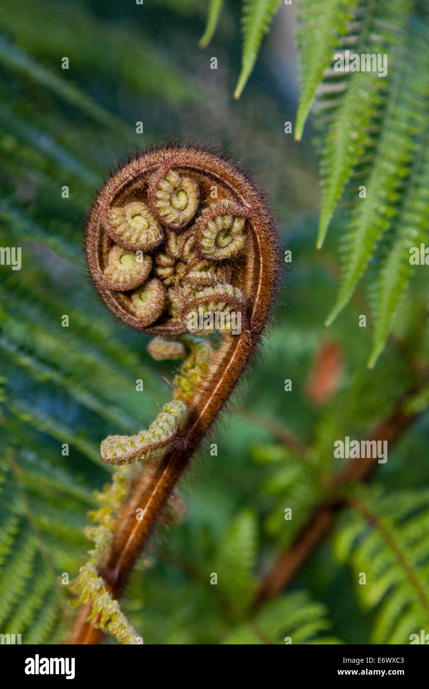 Junge Farn Wedel, Maori Koru, Nationalsymbol, Whirinaki Forest, North ...