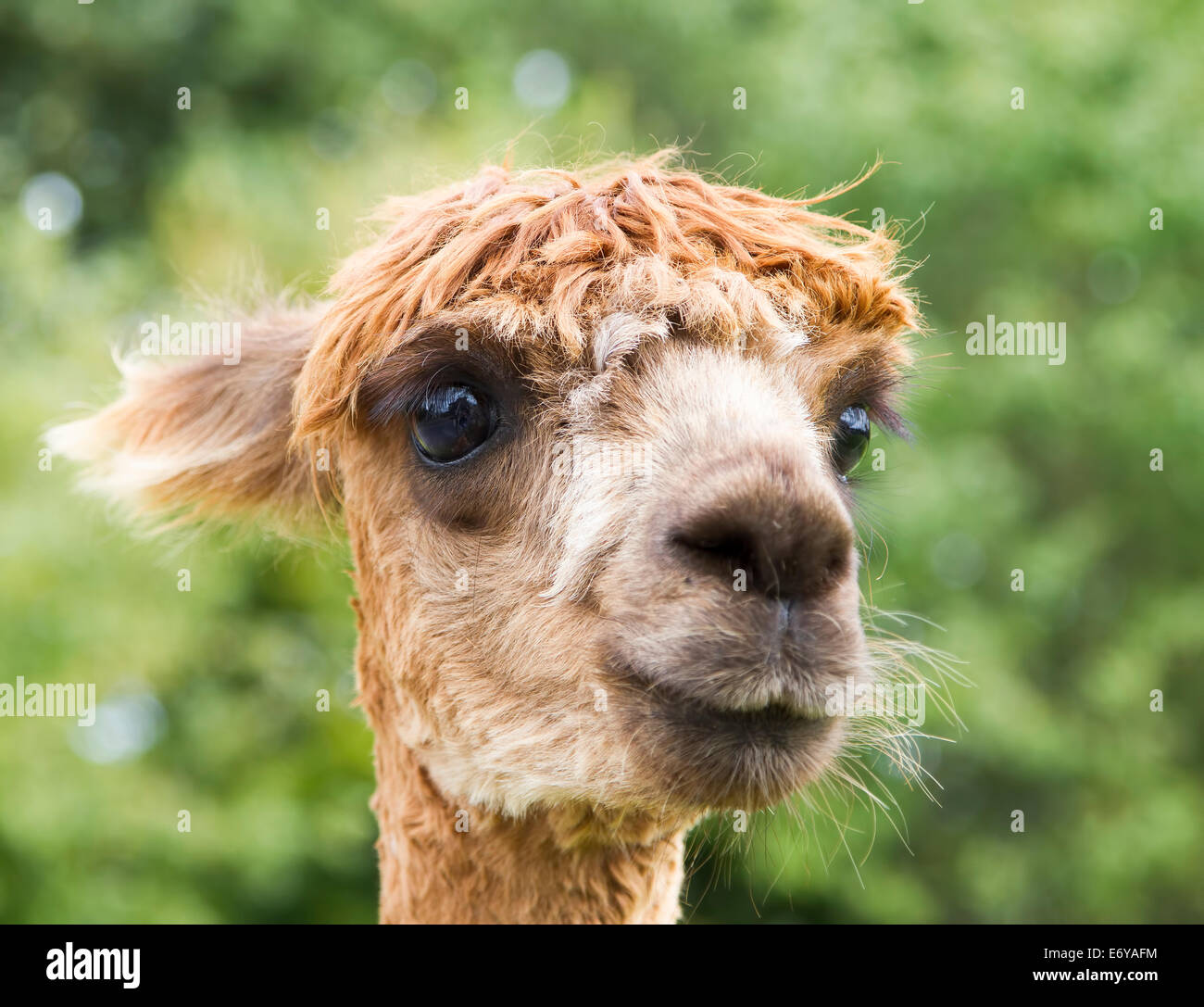 Alpaca head -Fotos und -Bildmaterial in hoher Auflösung – Alamy