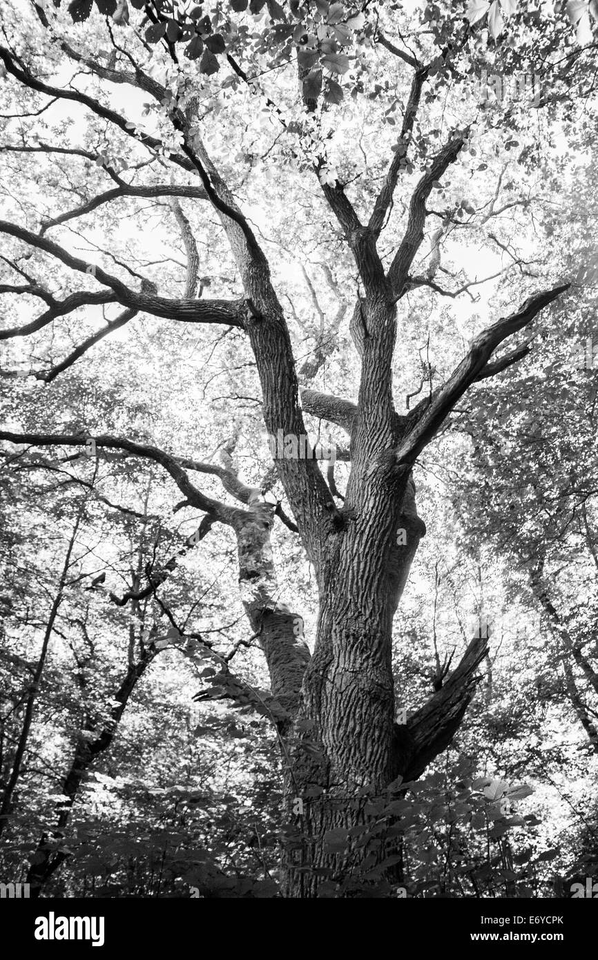 Schöne eiche -Fotos und -Bildmaterial in hoher Auflösung – Alamy