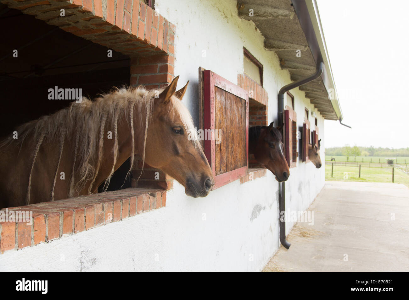 Pferde im Stall Stockfotografie - Alamy