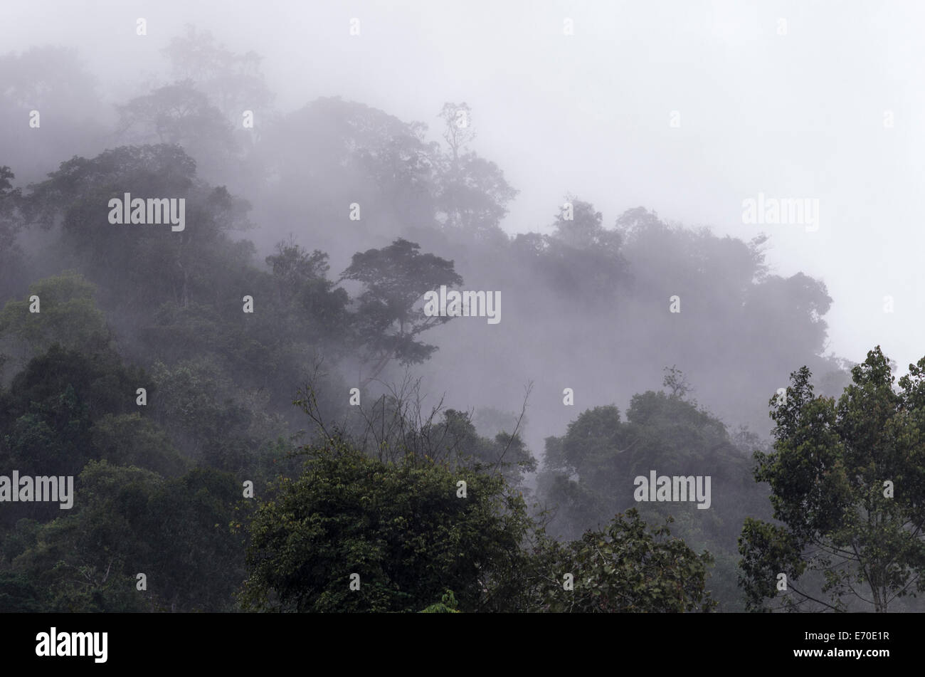 Amazonas regenwald und peru -Fotos und -Bildmaterial in hoher Auflösung ...
