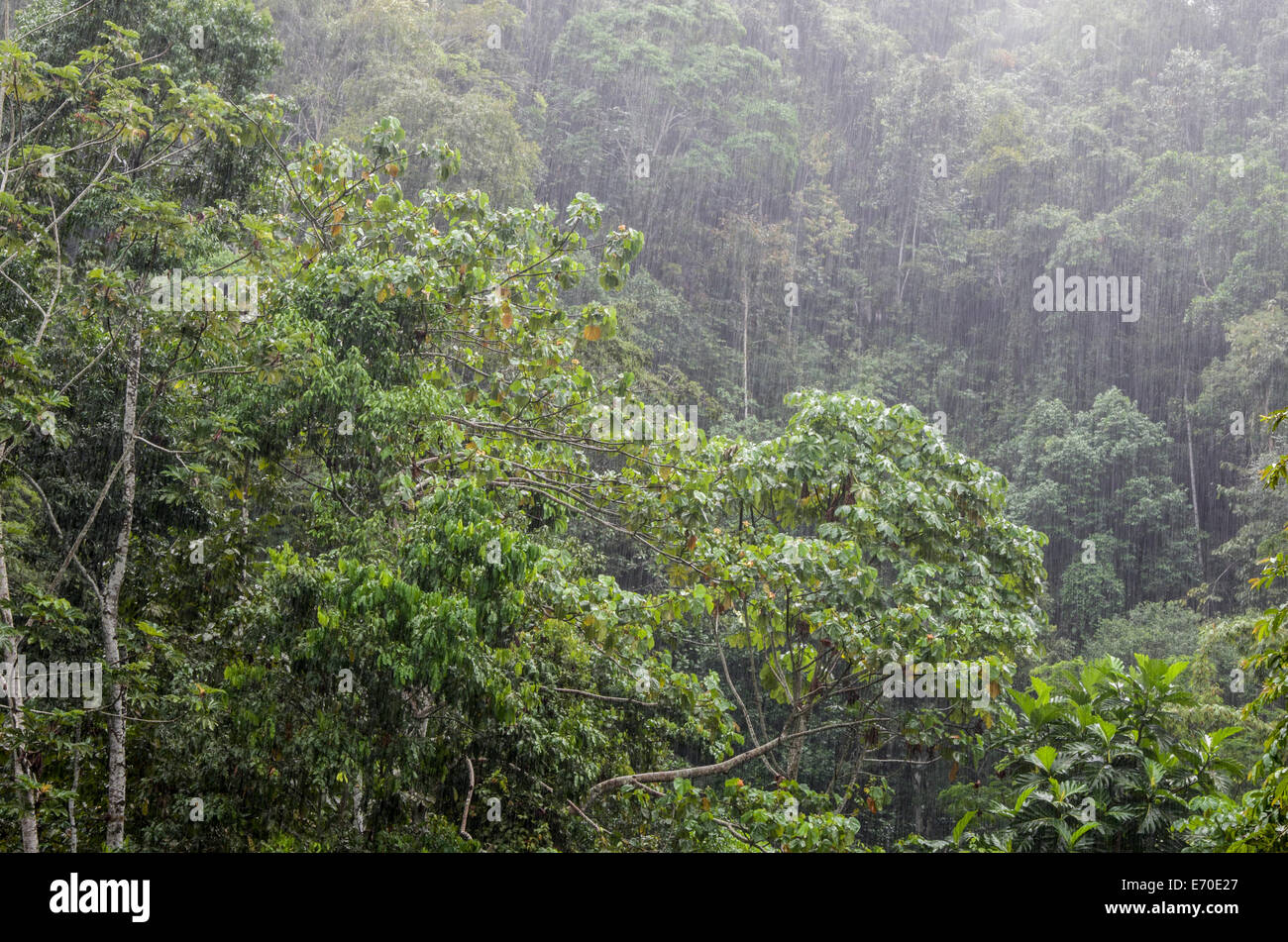 Amazonas regenwald und peru -Fotos und -Bildmaterial in hoher Auflösung ...