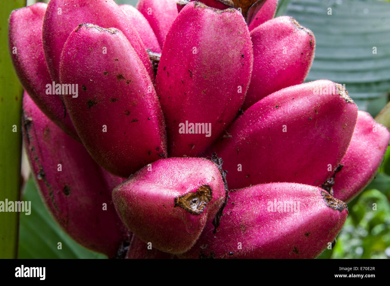 Anbau banane -Fotos und -Bildmaterial in hoher Auflösung – Alamy