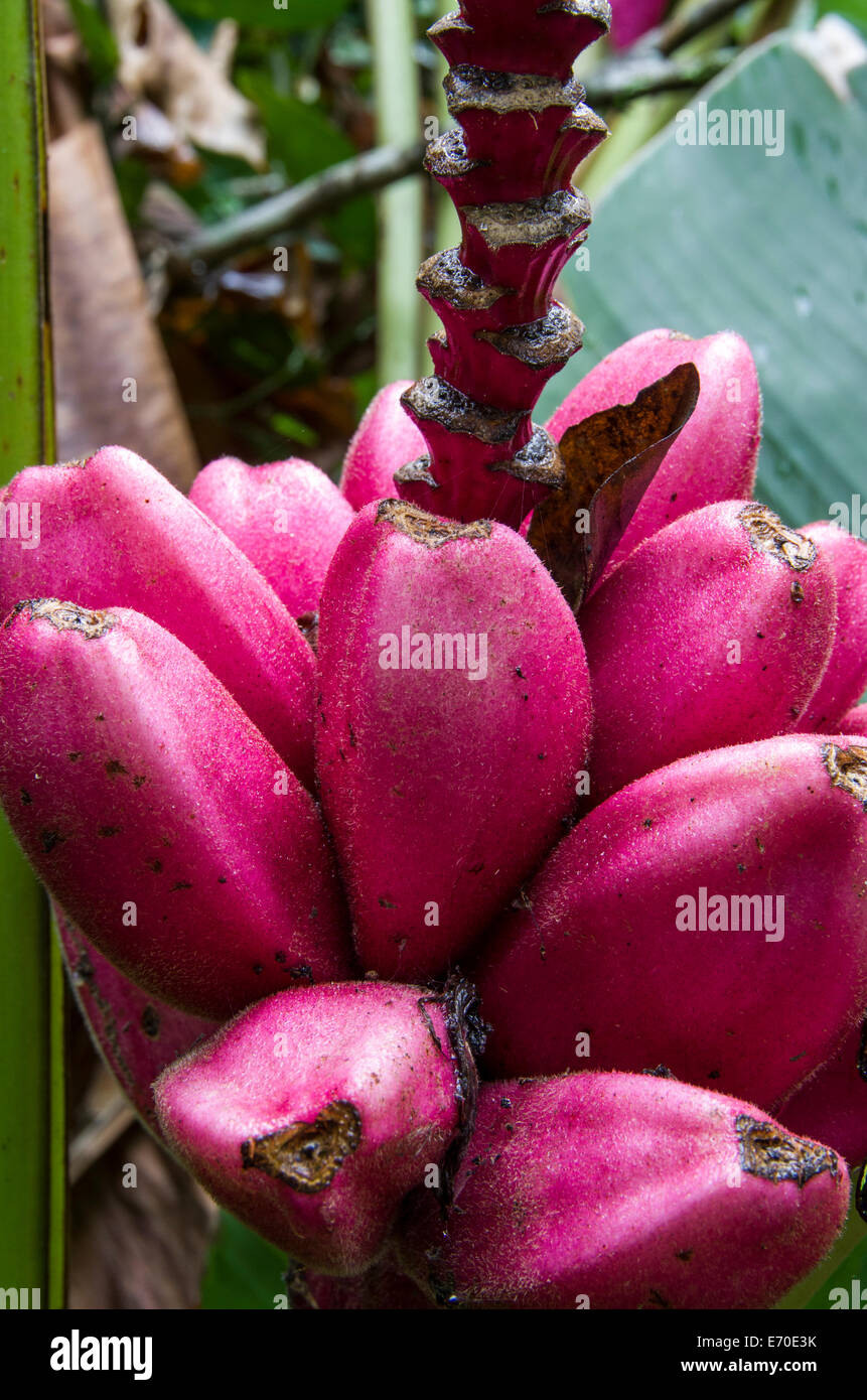 Anbau banane -Fotos und -Bildmaterial in hoher Auflösung – Alamy