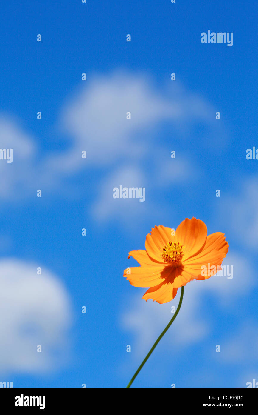 Noon sky -Fotos und -Bildmaterial in hoher Auflösung – Alamy