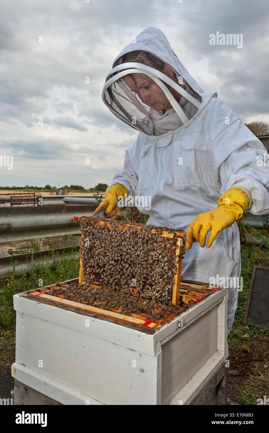 Bienen gesundheitscheck -Fotos und -Bildmaterial in hoher Auflösung – Alamy