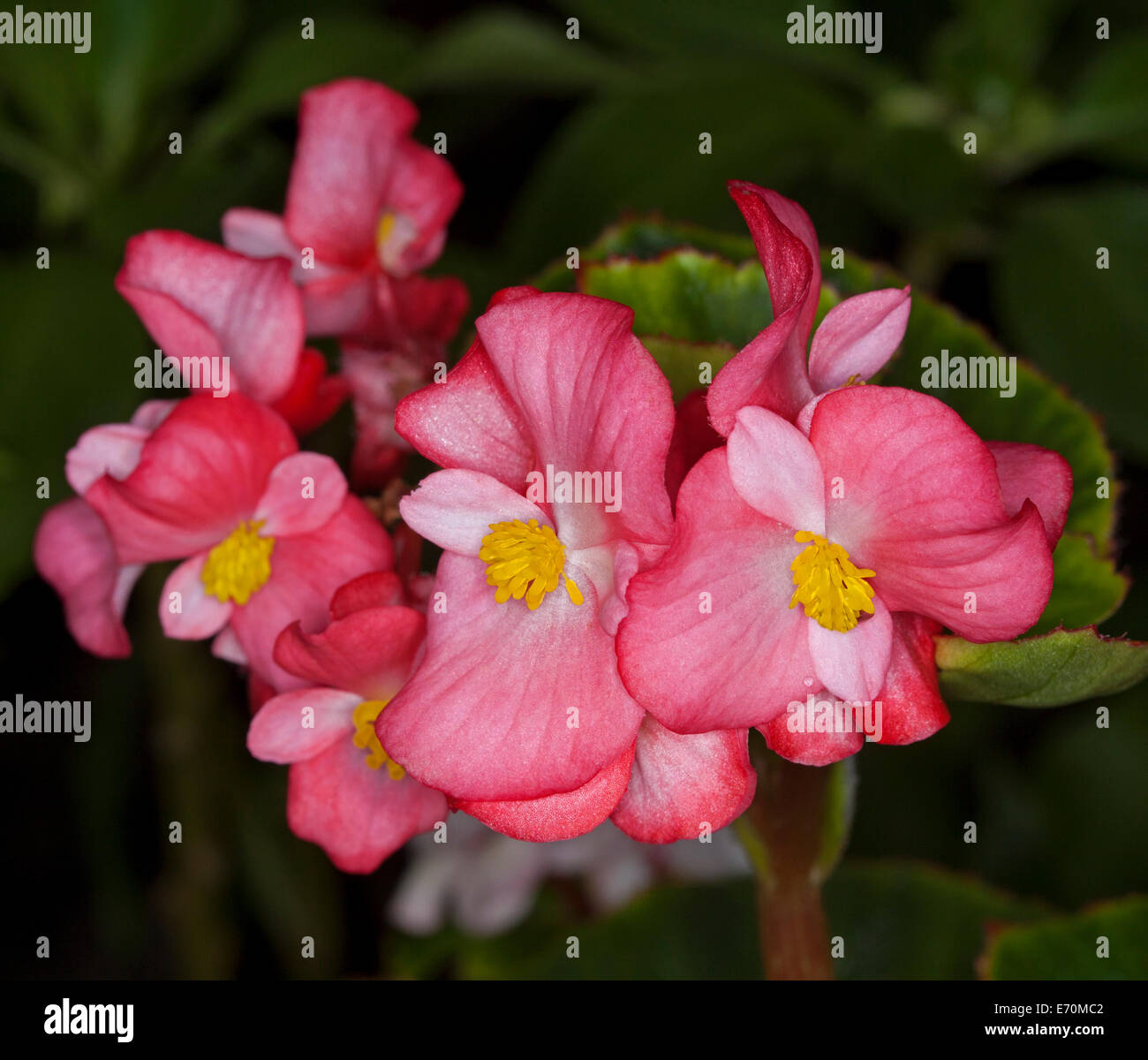 Begonia flowers background background -Fotos und -Bildmaterial in hoher ...