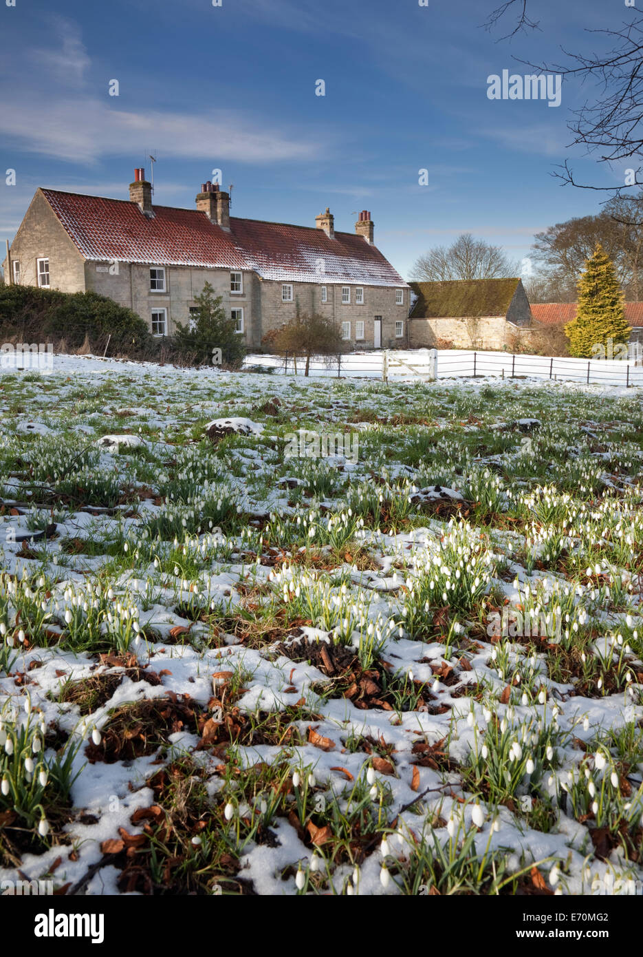 Schneeglöckchen und Schnee Birdsall Village in der Nähe von Malton in ...