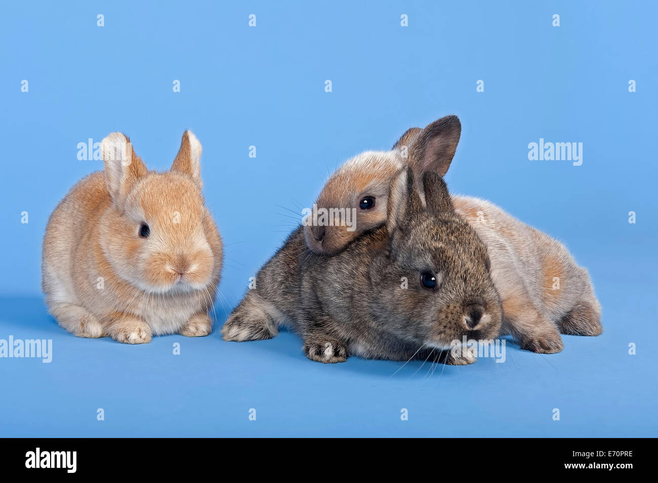 Three rabbit -Fotos und -Bildmaterial in hoher Auflösung – Alamy