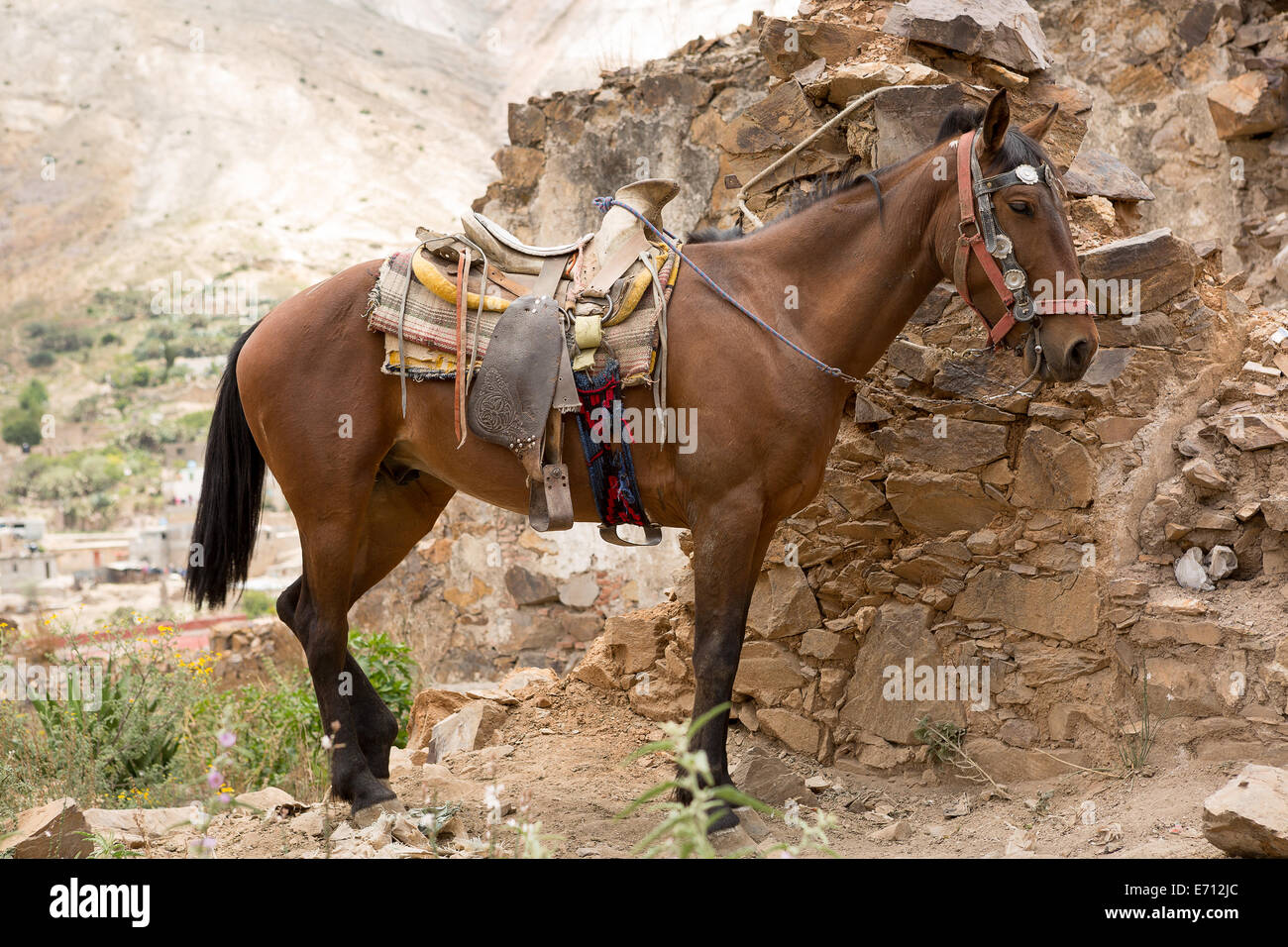 Echtes pferd -Fotos und -Bildmaterial in hoher Auflösung – Alamy