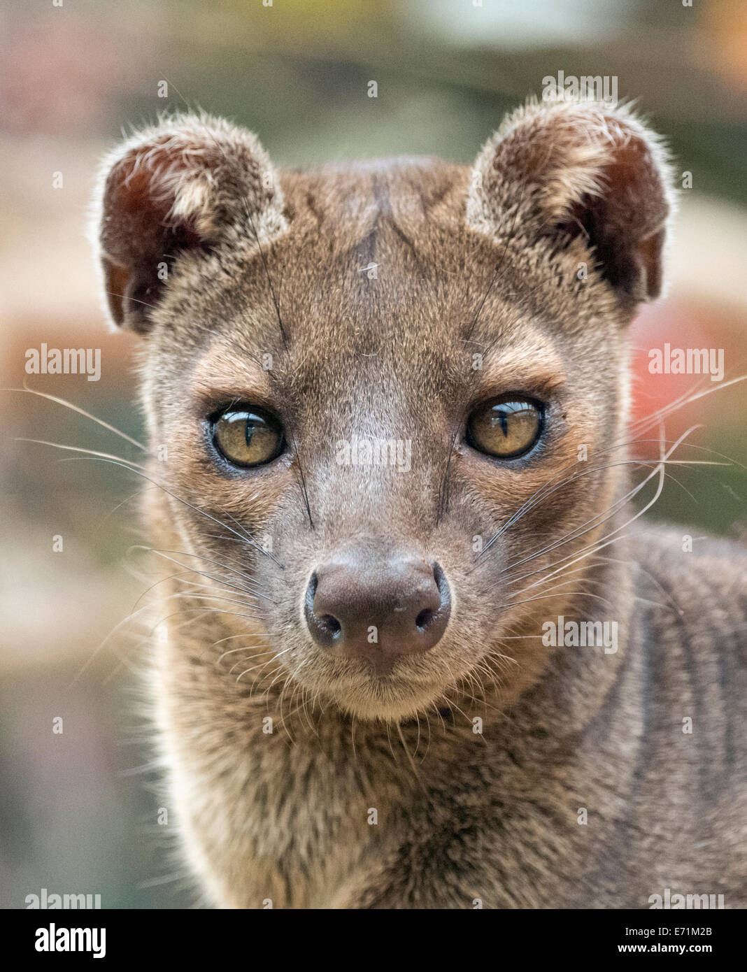 Fossa cryptoprocta ferox -Fotos und -Bildmaterial in hoher Auflösung ...