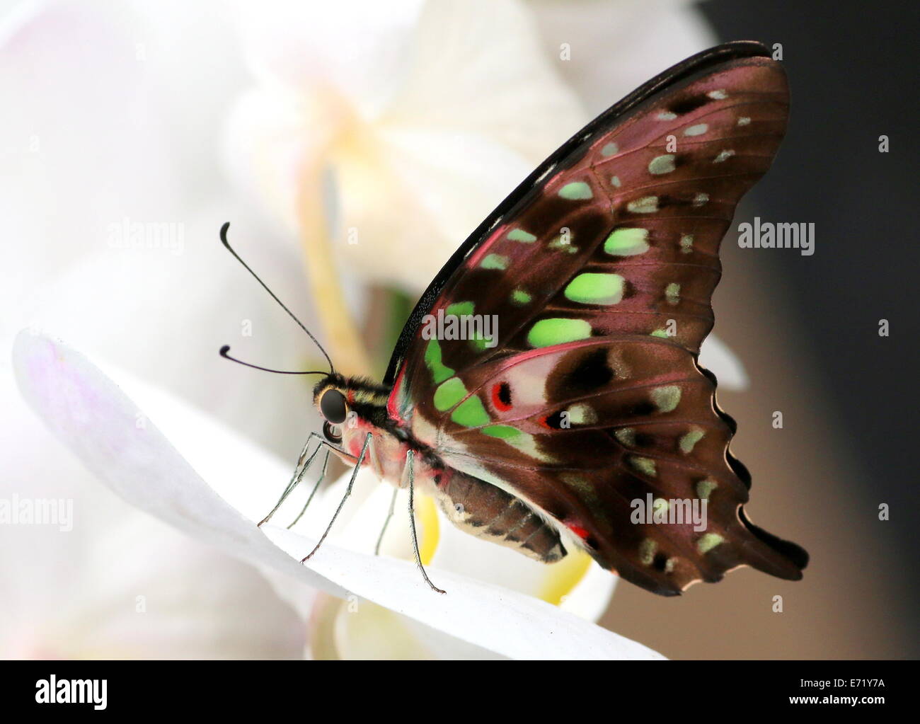 Schmetterlingsarten graphium agamemnon -Fotos und -Bildmaterial in ...