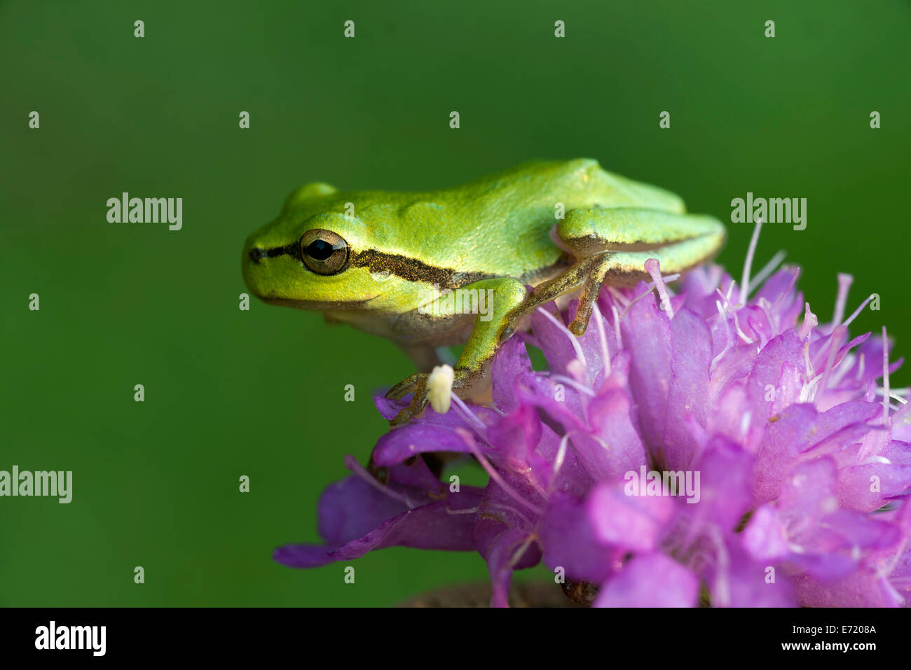 Frosch jung -Fotos und -Bildmaterial in hoher Auflösung – Alamy