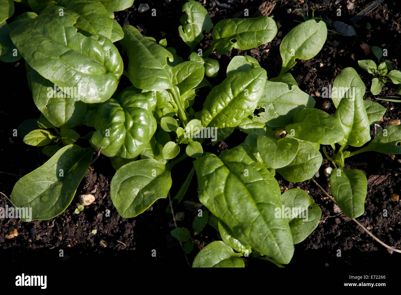 Spinat blume -Fotos und -Bildmaterial in hoher Auflösung – Alamy
