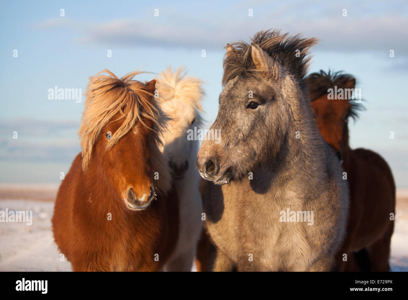 Pferde fohlen -Fotos und -Bildmaterial in hoher Auflösung – Alamy