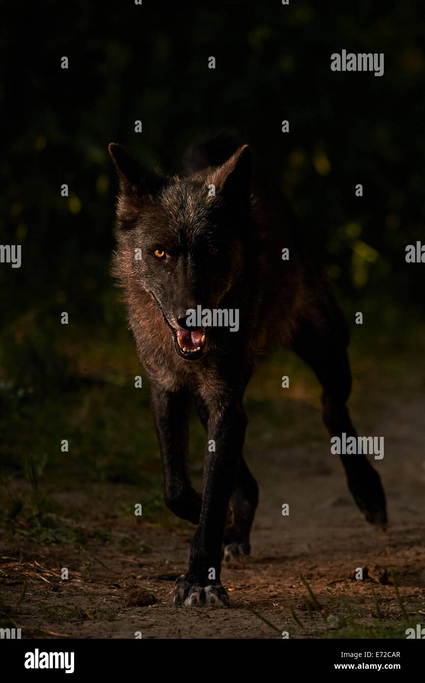 Dark Gray Wolf Stockfotos & Dark Gray Wolf Bilder - Alamy