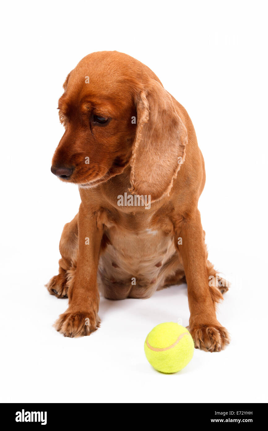 Englischer Cocker Spaniel Hundesitting mit Ball, isoliert auf weißem ...