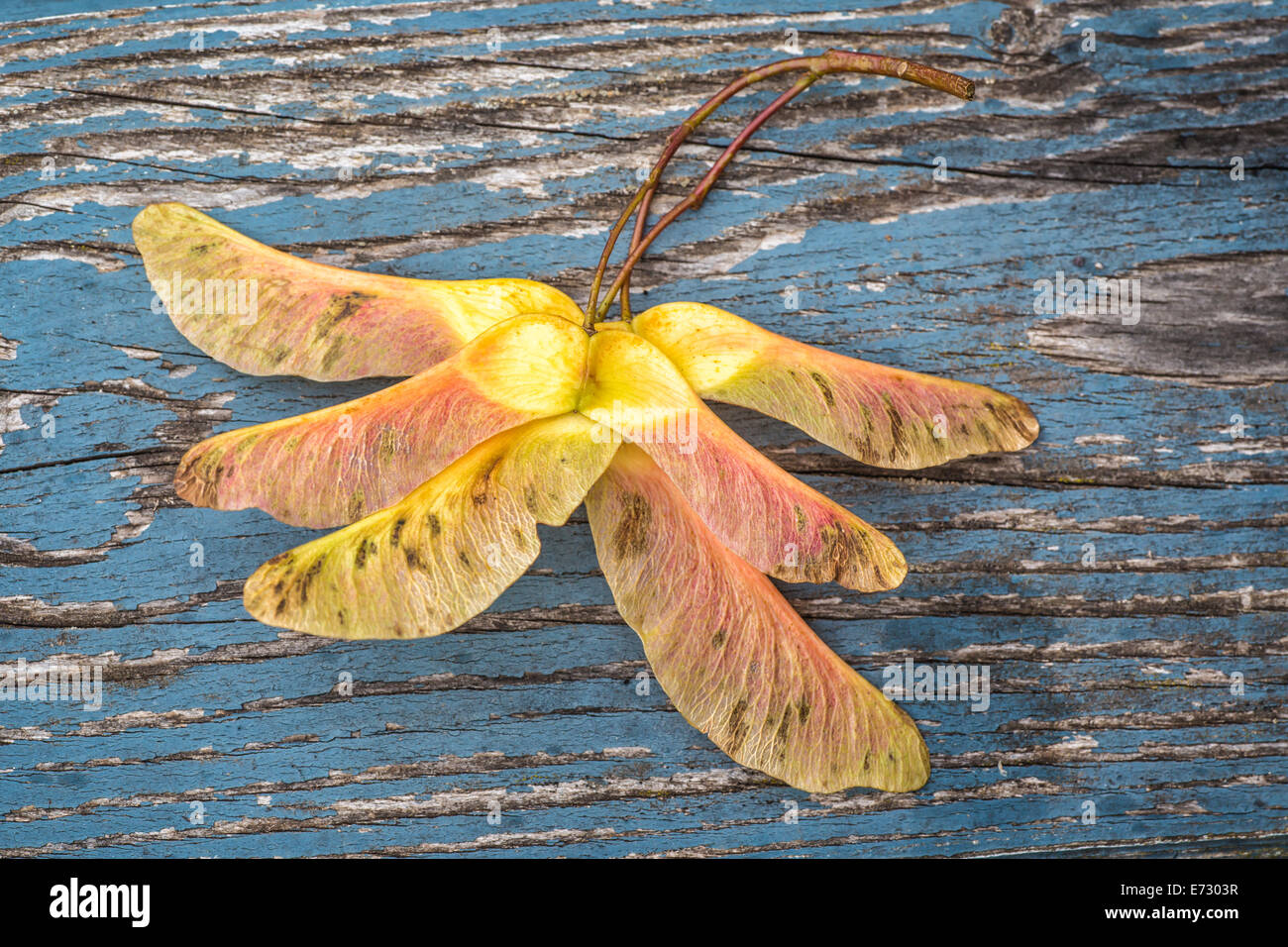 Ahorn samen am baum -Fotos und -Bildmaterial in hoher Auflösung – Alamy