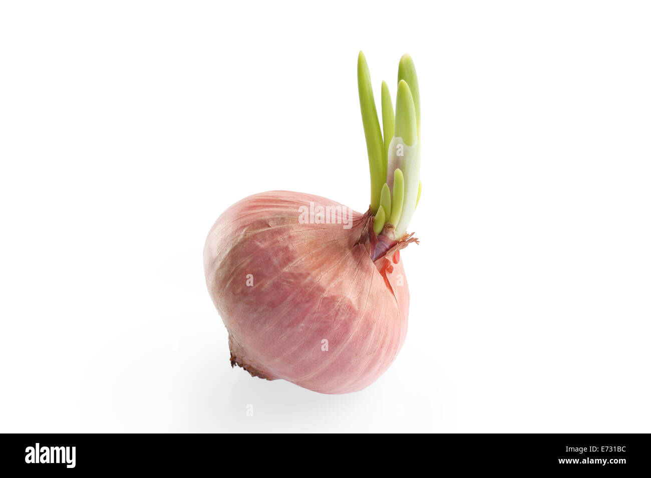 sprießen kleine rote Schalotten auf weißem Hintergrund Stockfotografie ...