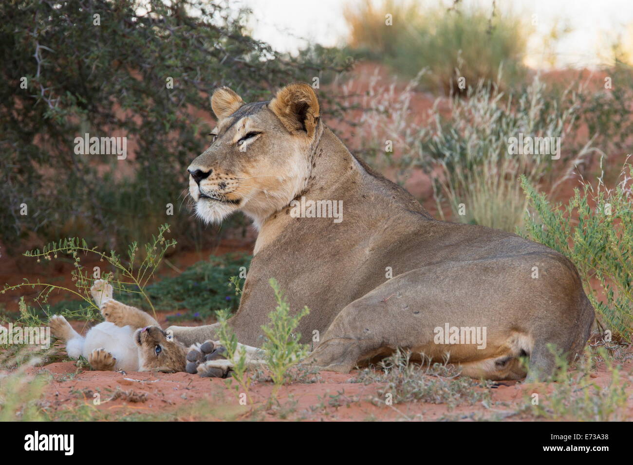 Löwin (Panthera Leo) mit kleinen Cub, Kgalagadi Transfrontier Park ...