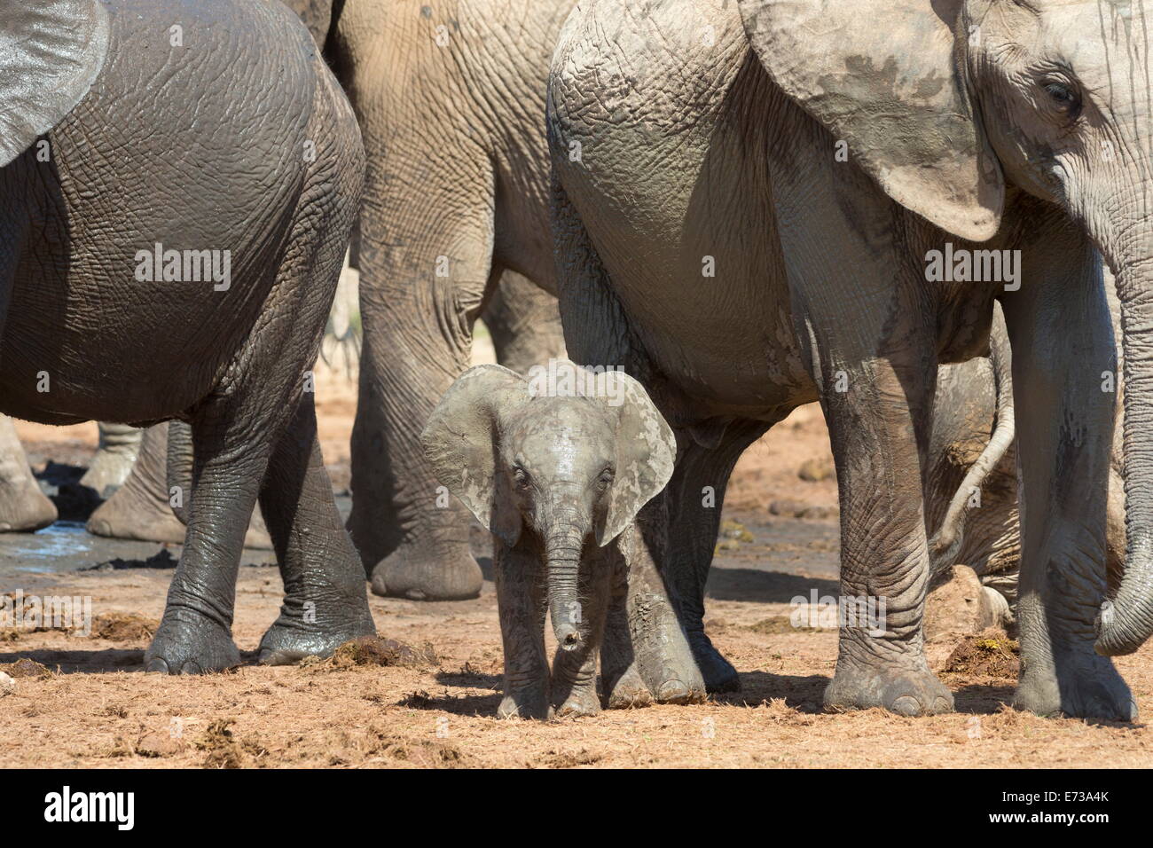 Afrikanische Elefantenbaby mit Herde am Hapoor Wasserloch, Addo ...