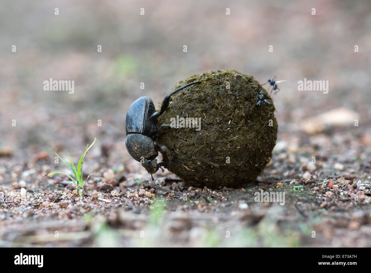 Bring den ball ins rollen -Fotos und -Bildmaterial in hoher Auflösung ...