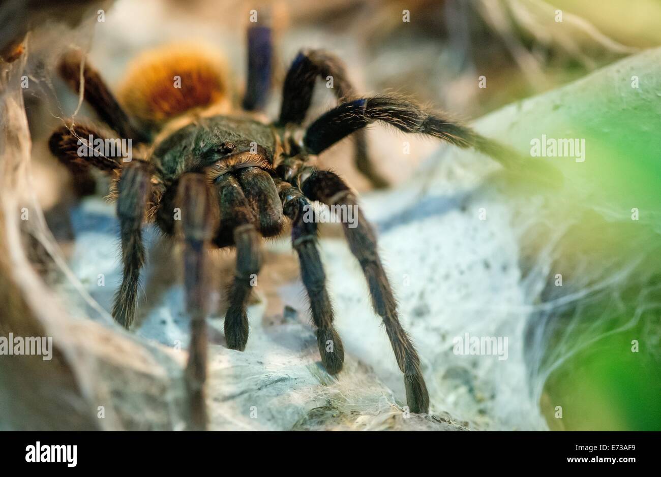 München, Deutschland. 5. Sep, 2014. Eine Tarantel (Chromatopelma ...
