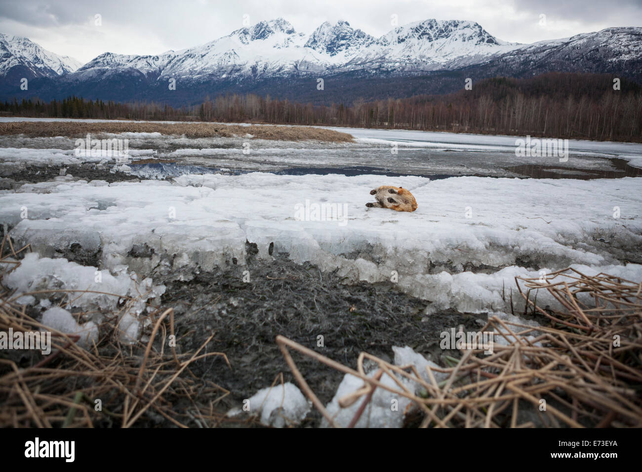 Alaska state land tier -Fotos und -Bildmaterial in hoher Auflösung – Alamy