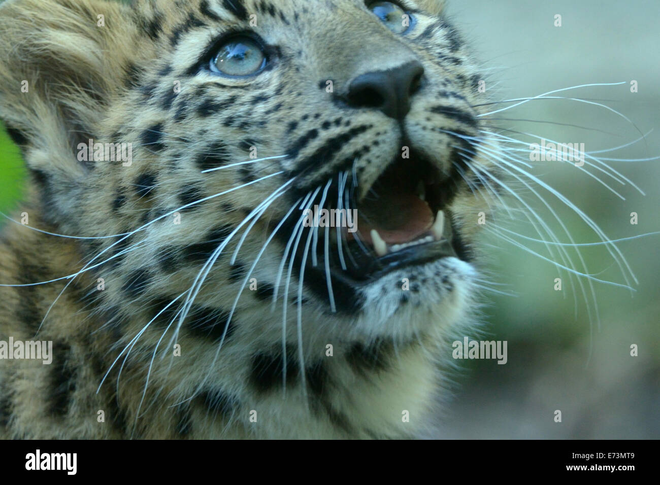 Amur-Leopard (Panthera Pardus Orientalis) ist eine Leoparden Unterart ...