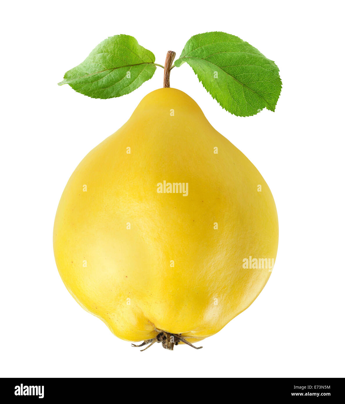 Quitte Frucht auf weißem Hintergrund Stockfotografie - Alamy