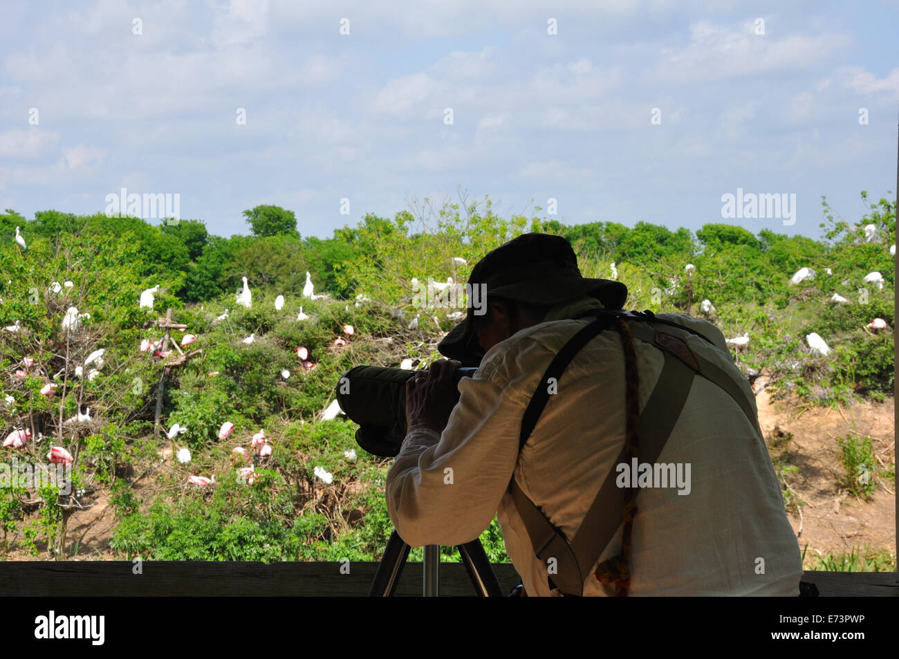Wild lebende tiere natur bolivar halbinsel hohe insel galveston -Fotos ...