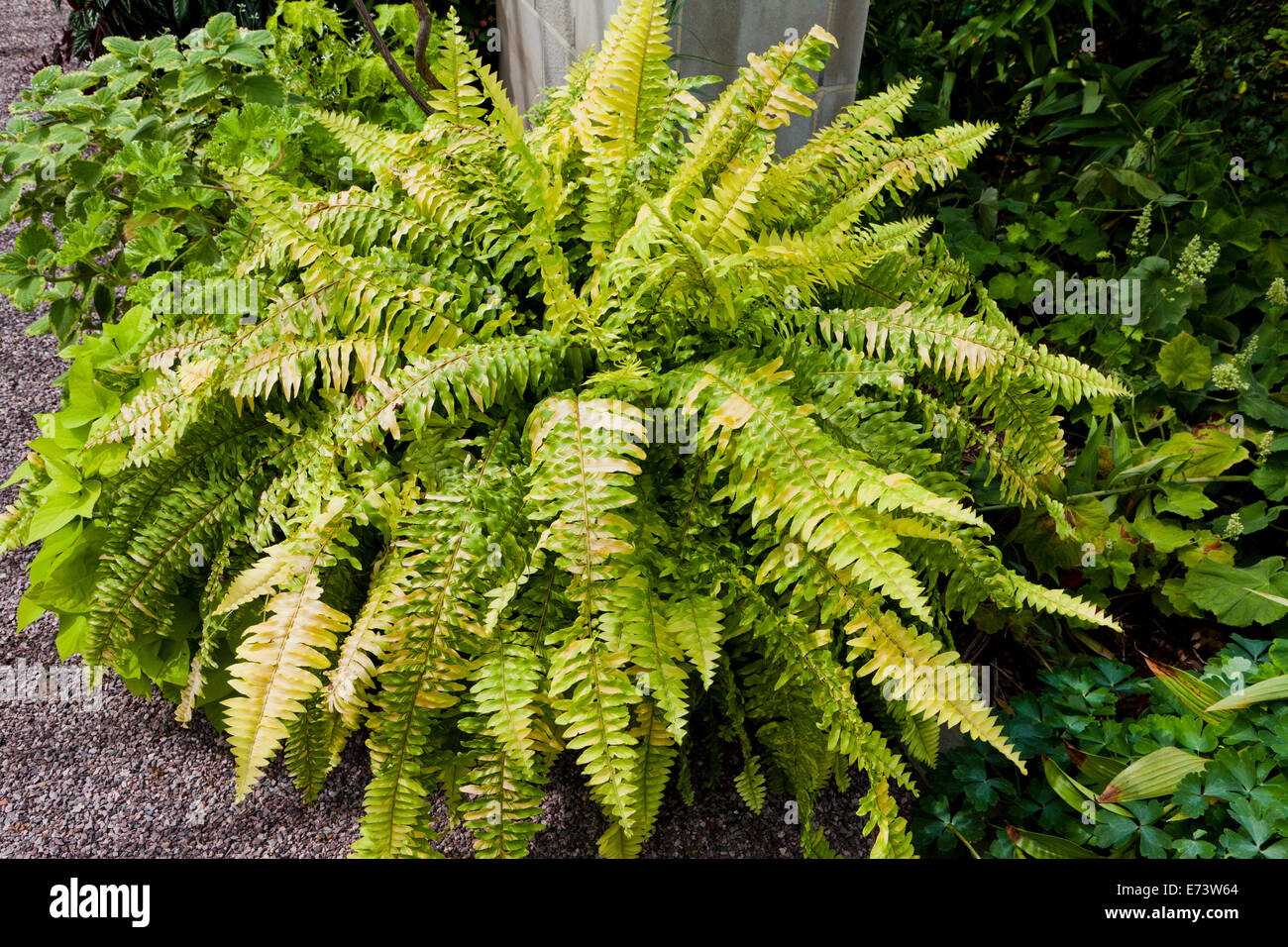 Nephrolepis exaltata variegata -Fotos und -Bildmaterial in hoher ...