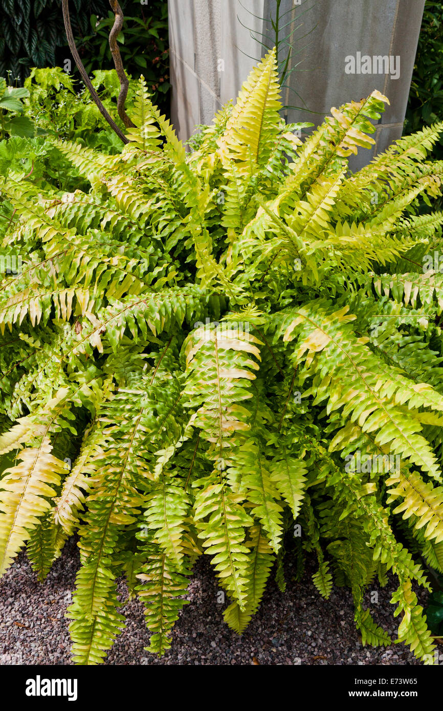 Nephrolepis exaltata variegata -Fotos und -Bildmaterial in hoher ...
