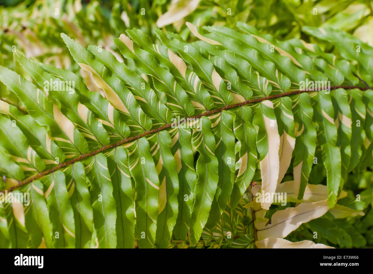 Nephrolepis exaltata variegata -Fotos und -Bildmaterial in hoher ...