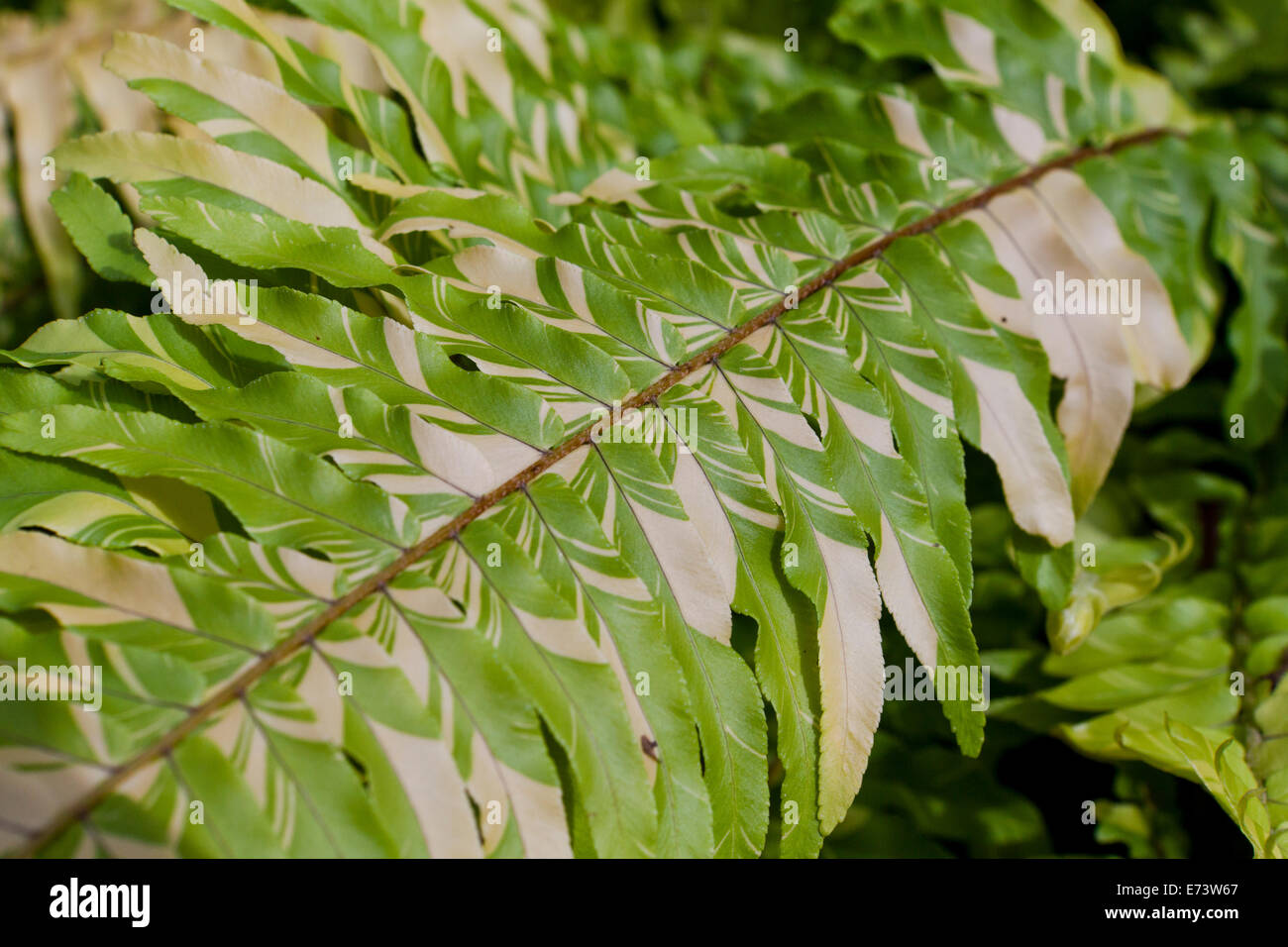 Nephrolepis exaltata variegata -Fotos und -Bildmaterial in hoher ...