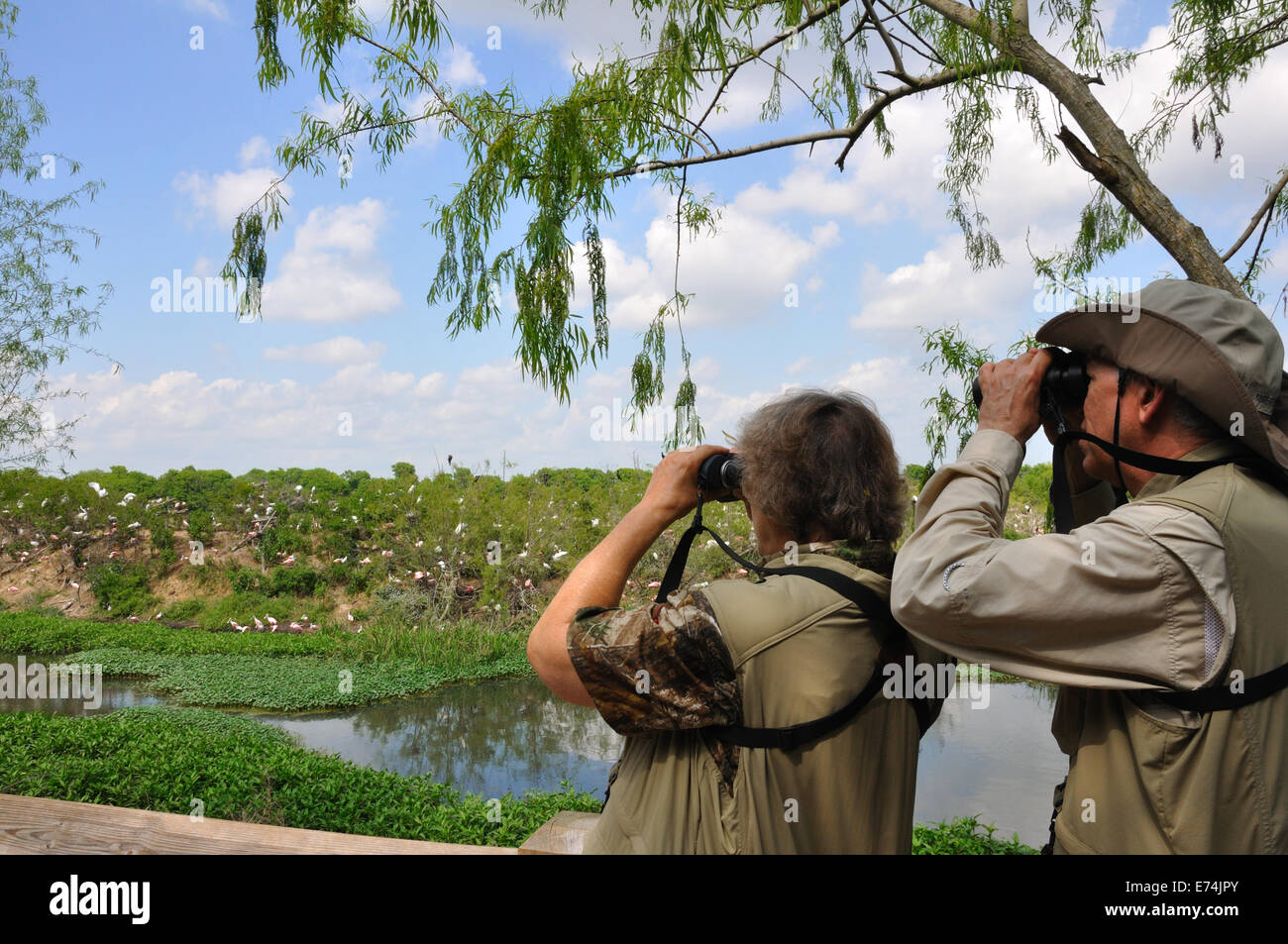 Wild lebende tiere natur bolivar halbinsel hohe insel galveston -Fotos ...