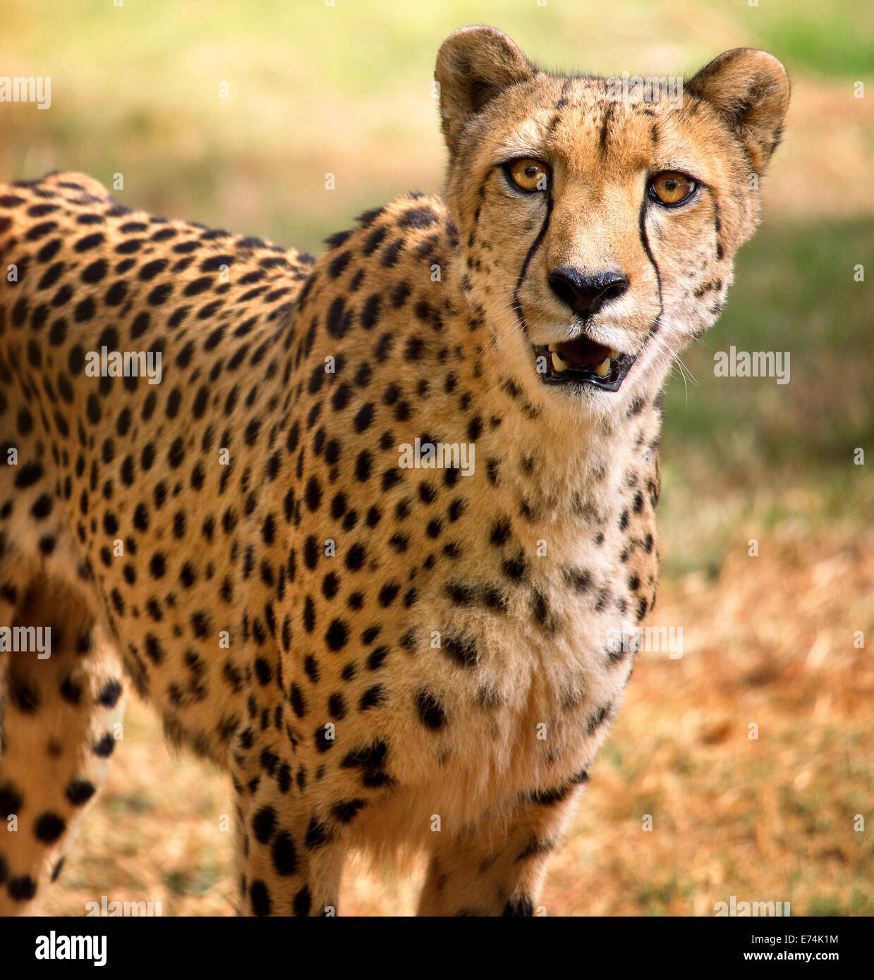 Gepard jagt -Fotos und -Bildmaterial in hoher Auflösung - Seite 2 - Alamy