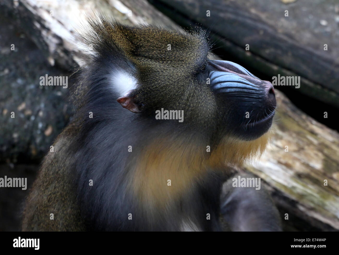 Sphinx profil gesicht kopf -Fotos und -Bildmaterial in hoher Auflösung ...