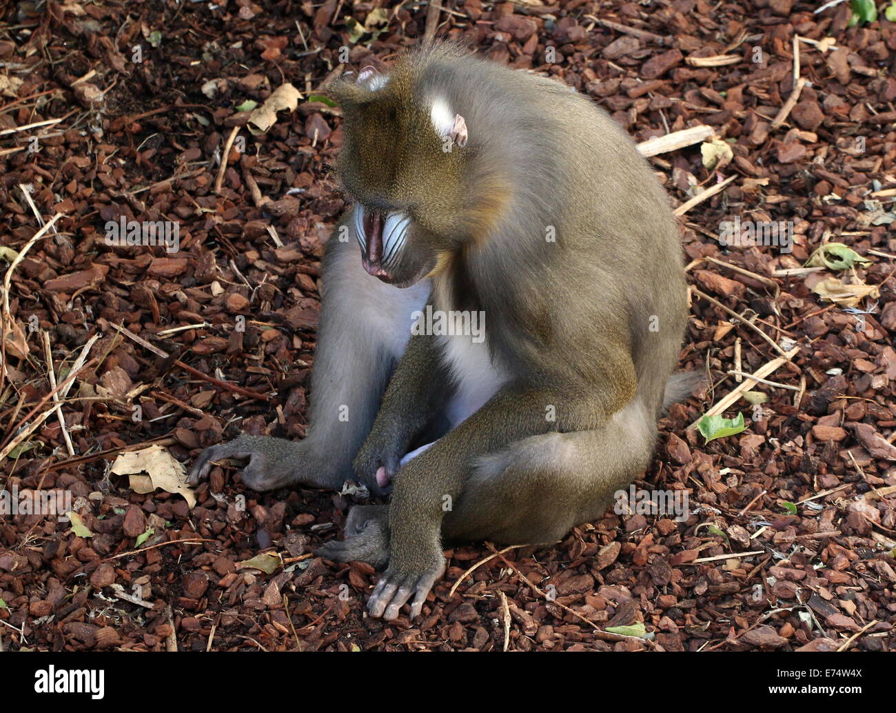 Mandrill mandrillus sphinx male sitting -Fotos und -Bildmaterial in ...