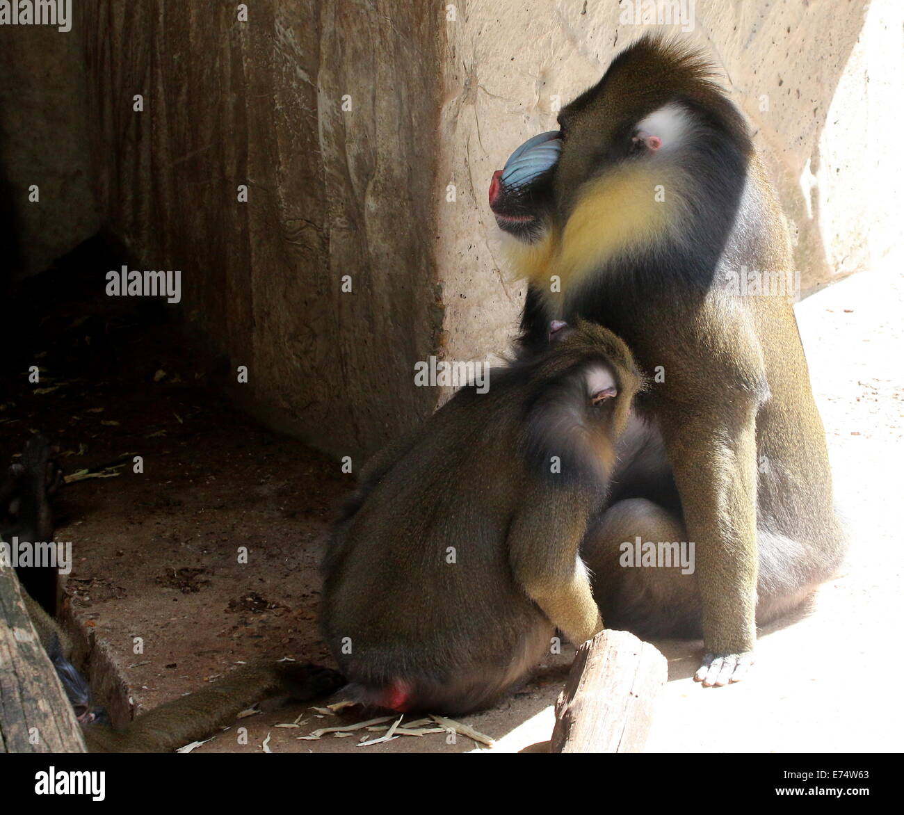 Weibliche und männliche Affen Mandrill (Mandrillus Sphinx ...