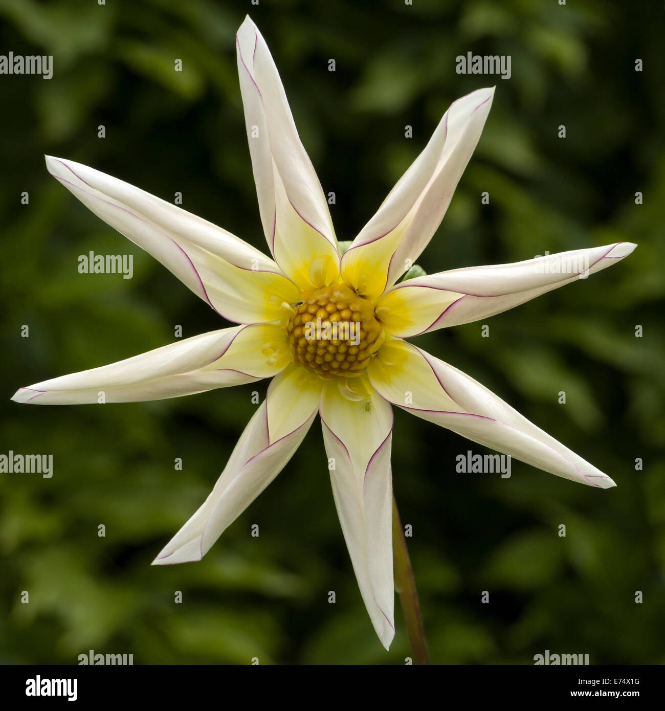 8 zackiger stern -Fotos und -Bildmaterial in hoher Auflösung – Alamy