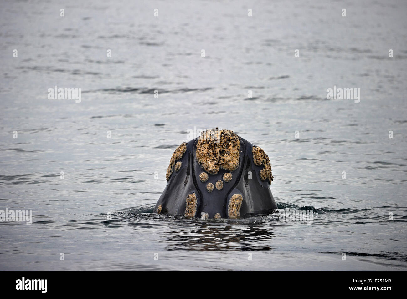 Snout of whale -Fotos und -Bildmaterial in hoher Auflösung – Alamy