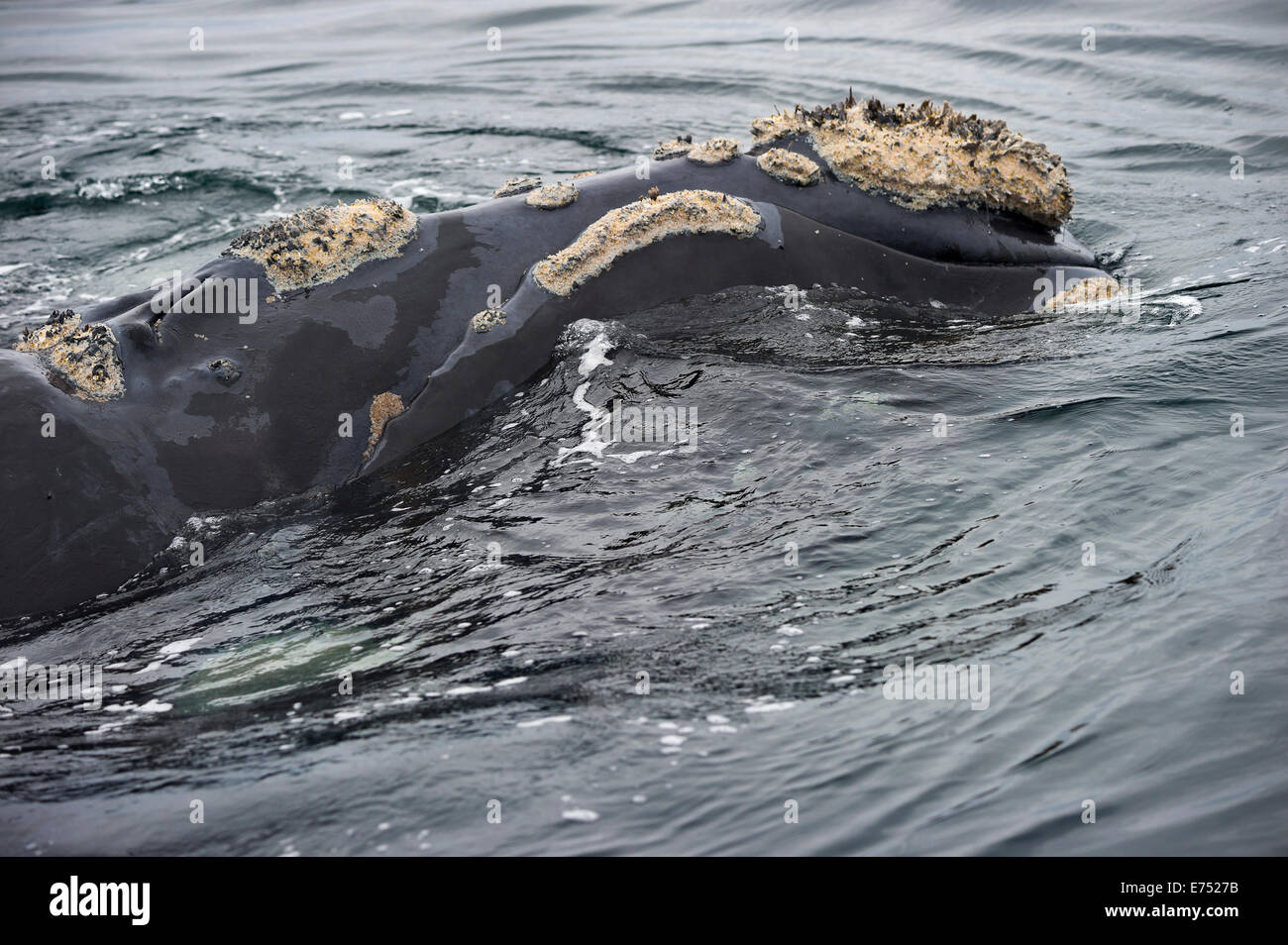 Snout of whale -Fotos und -Bildmaterial in hoher Auflösung – Alamy