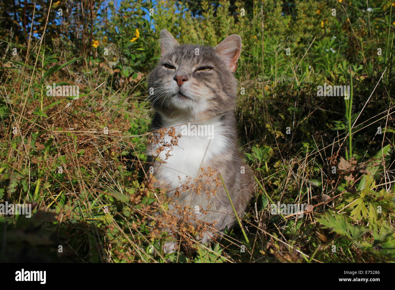 Cat scent -Fotos und -Bildmaterial in hoher Auflösung – Alamy