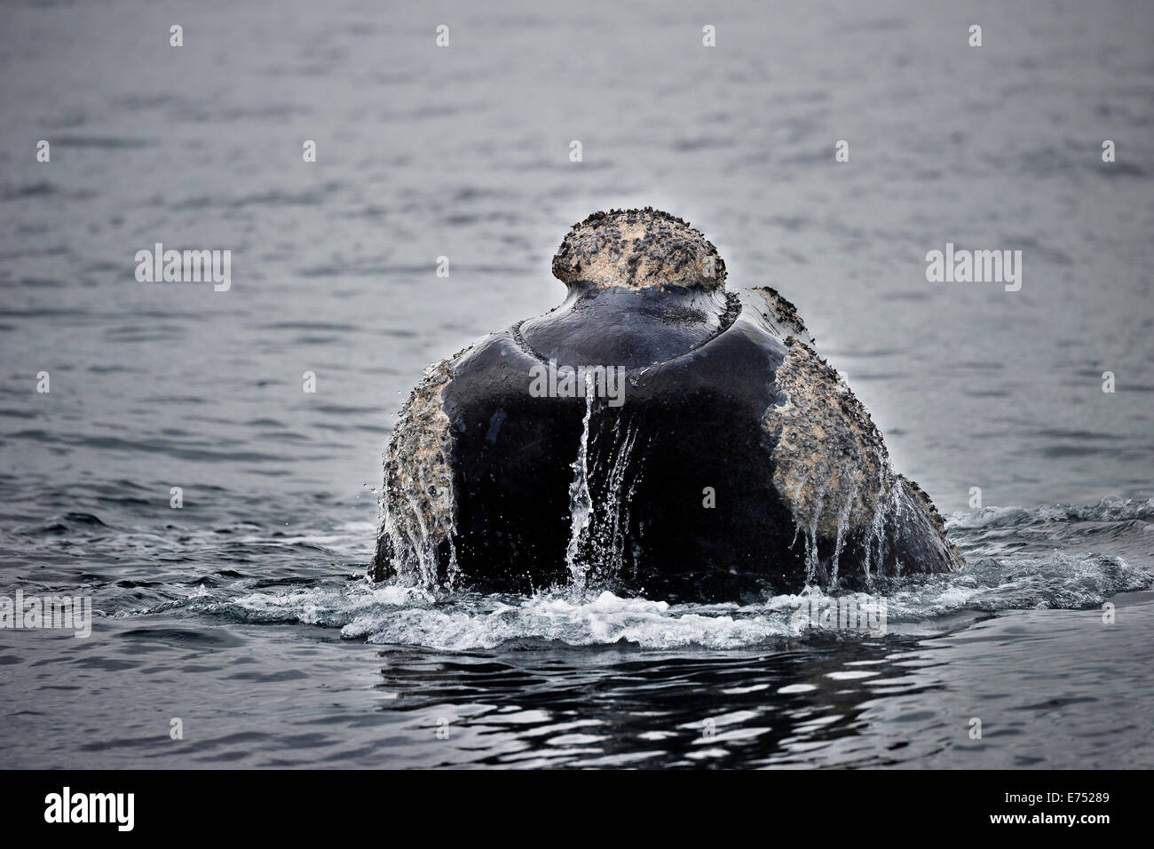 Snout of whale -Fotos und -Bildmaterial in hoher Auflösung – Alamy