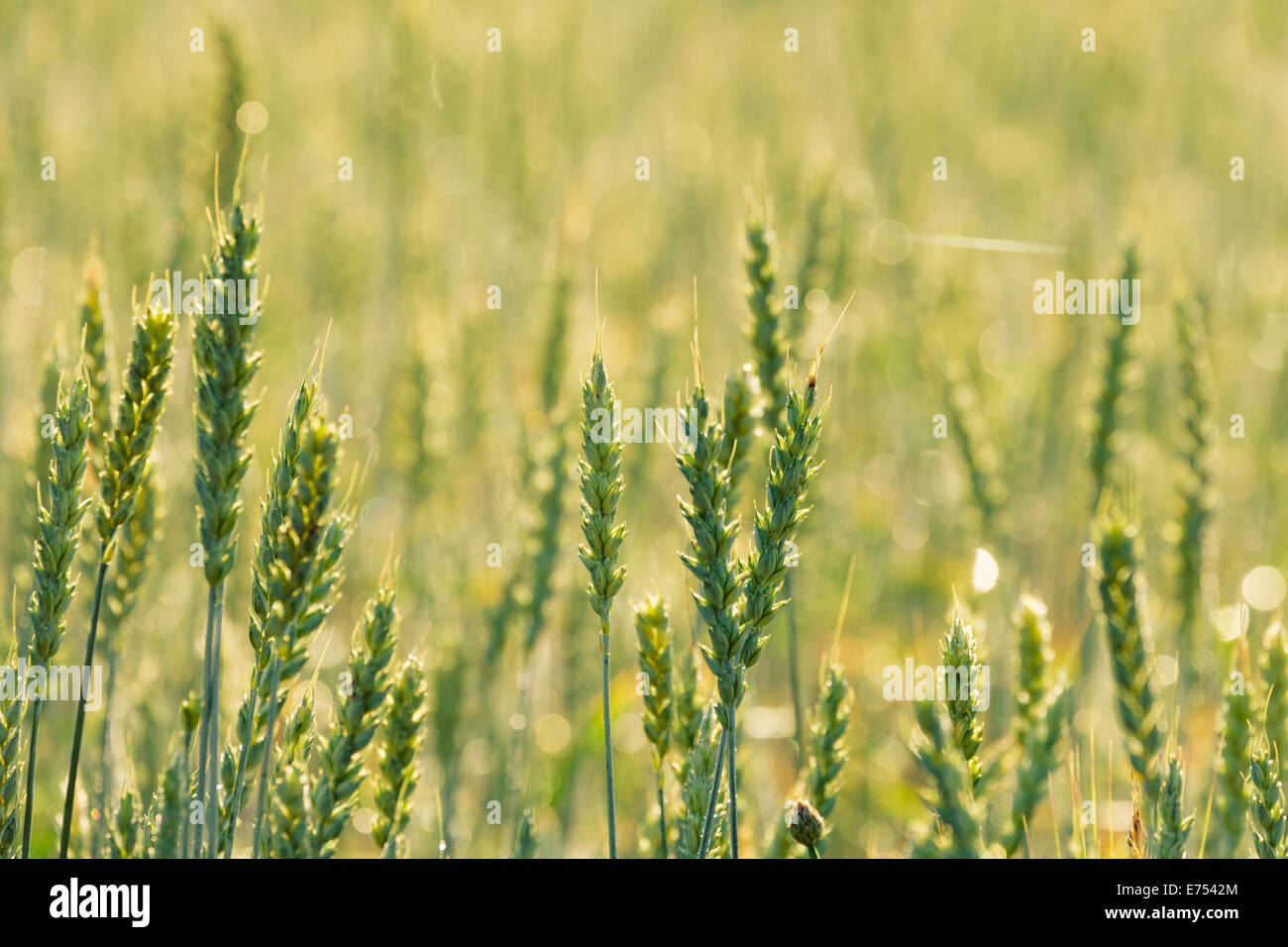 Weizen tapete -Fotos und -Bildmaterial in hoher Auflösung – Alamy