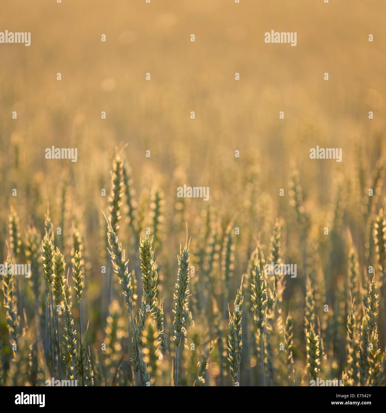 Weizen tapete -Fotos und -Bildmaterial in hoher Auflösung – Alamy